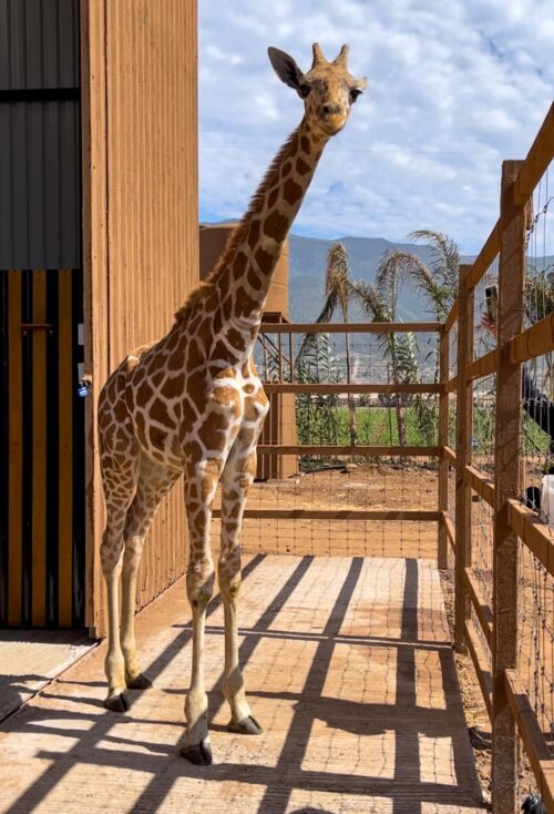 LLEGA BAAKO, LA JIRAFA QUE PROMUEVE LA CONSERVACIÓN EN PAIPAI ECOTURISM ...